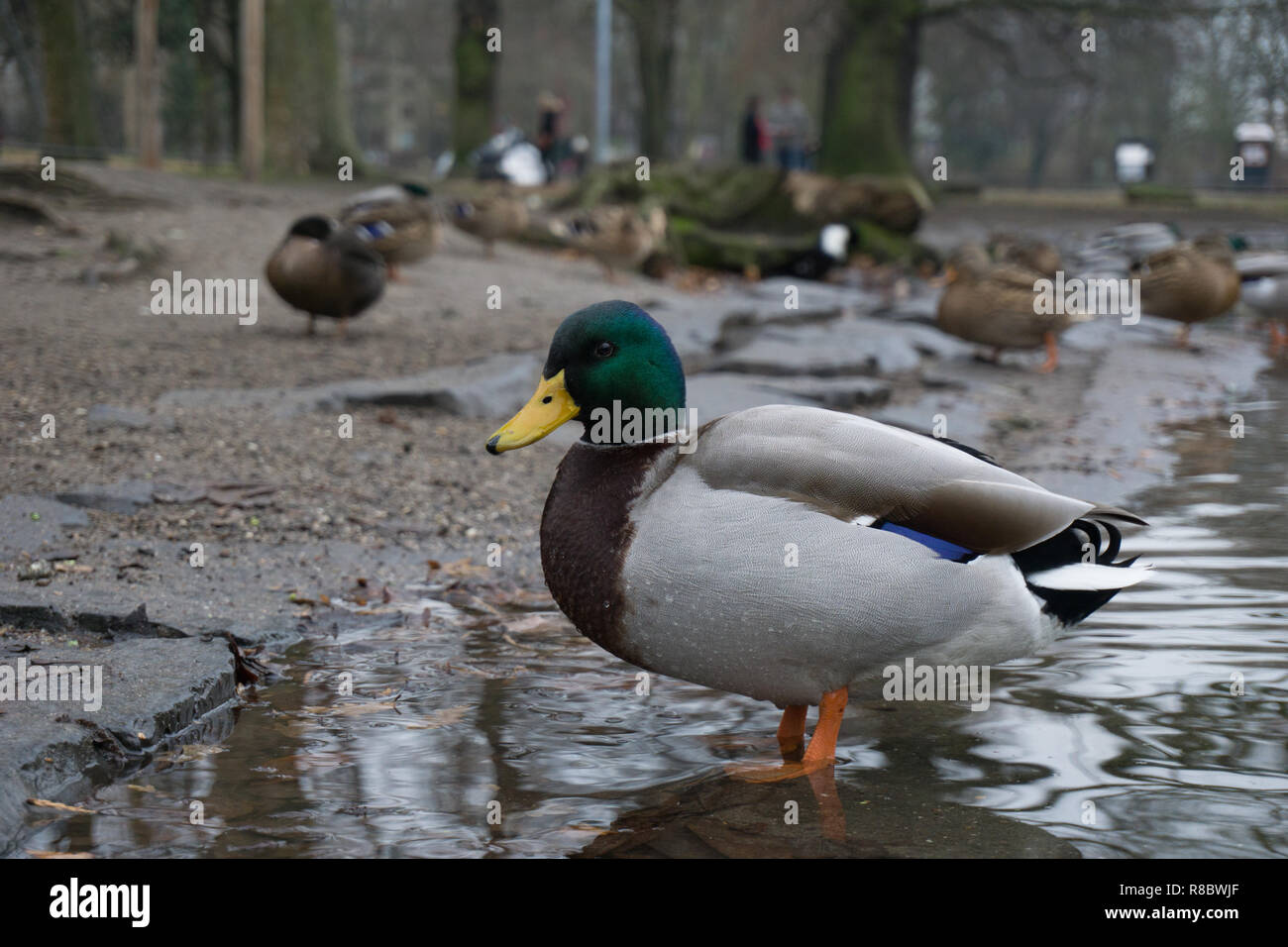 Mallard duck side view hi-res stock photography and images - Alamy
