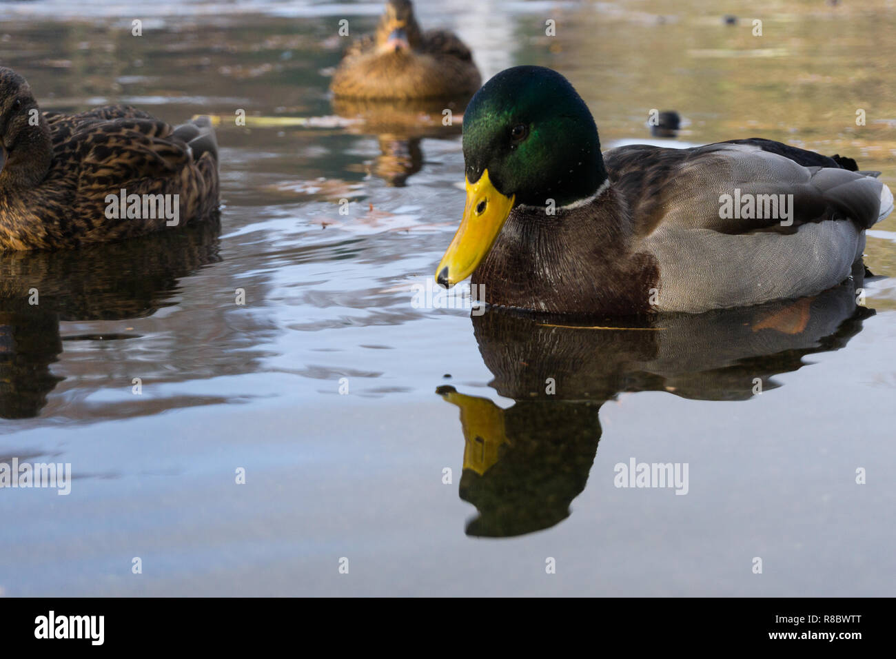Male female mallard duck hi-res stock photography and images - Alamy