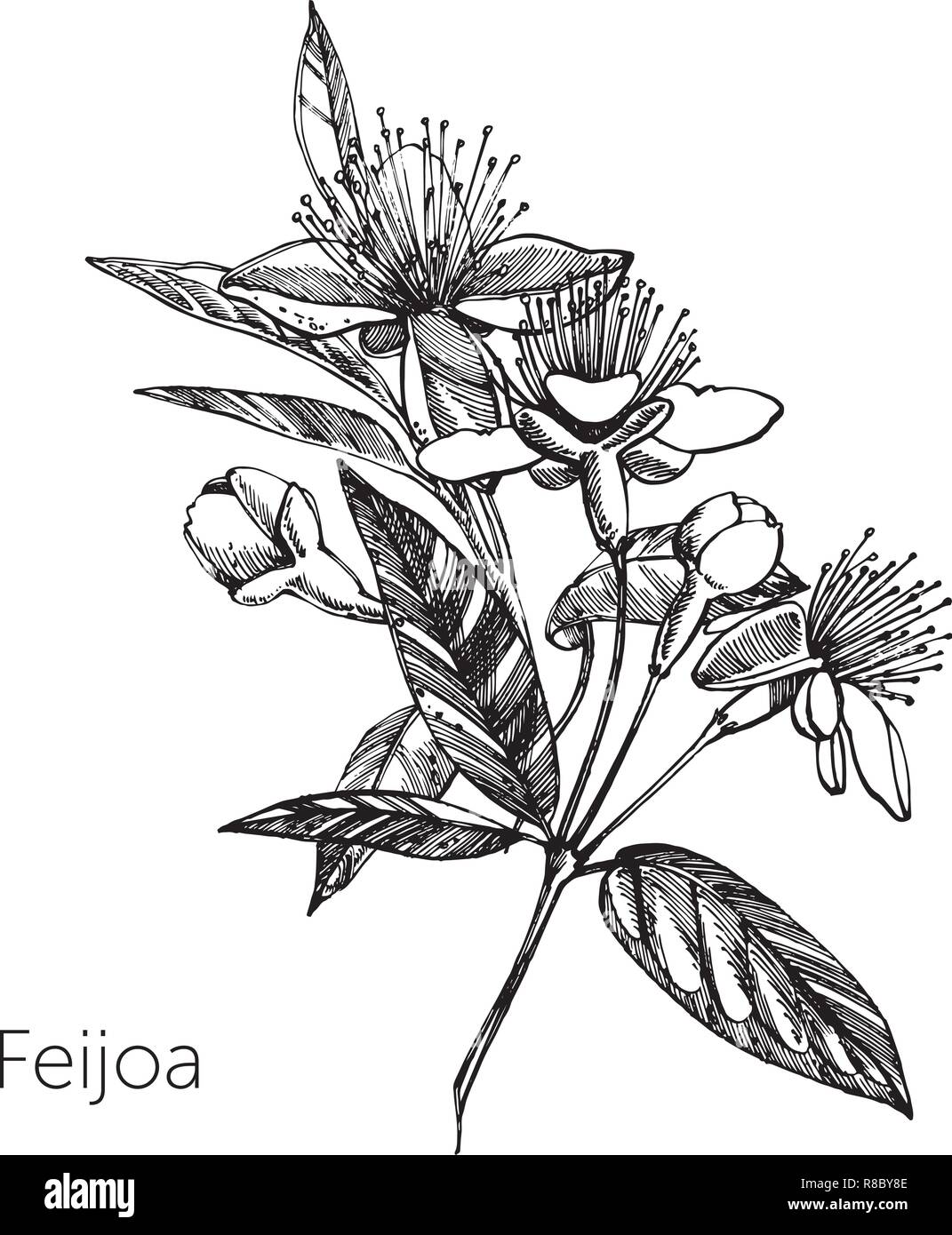 Collection of feijoa fruit, flower, leaves and feijoa slice. Vector ...