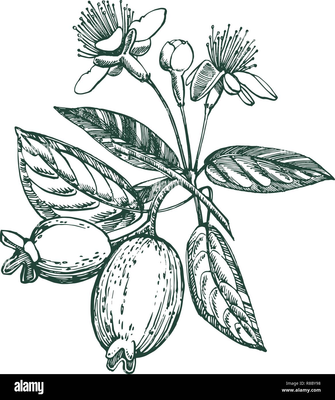Collection of feijoa fruit, flower, leaves and feijoa slice. Vector ...