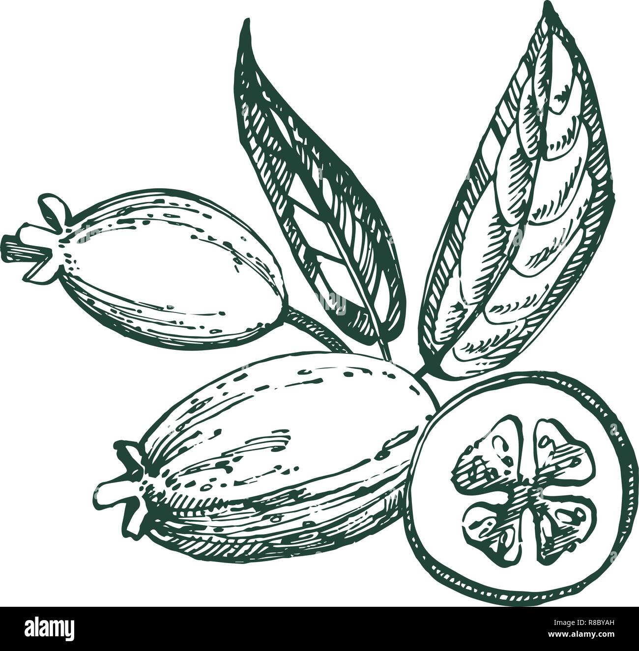 Collection of feijoa fruit, flower, leaves and feijoa slice. Vector ...