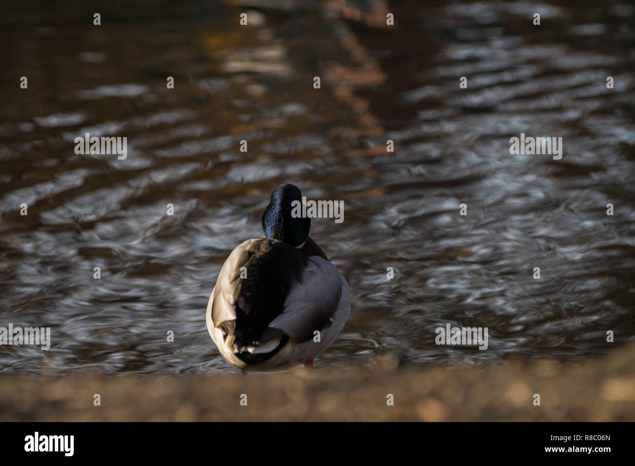 Rear View of a male Mallard Duck (Anas platyrhynchos) at the Lake Stock ...