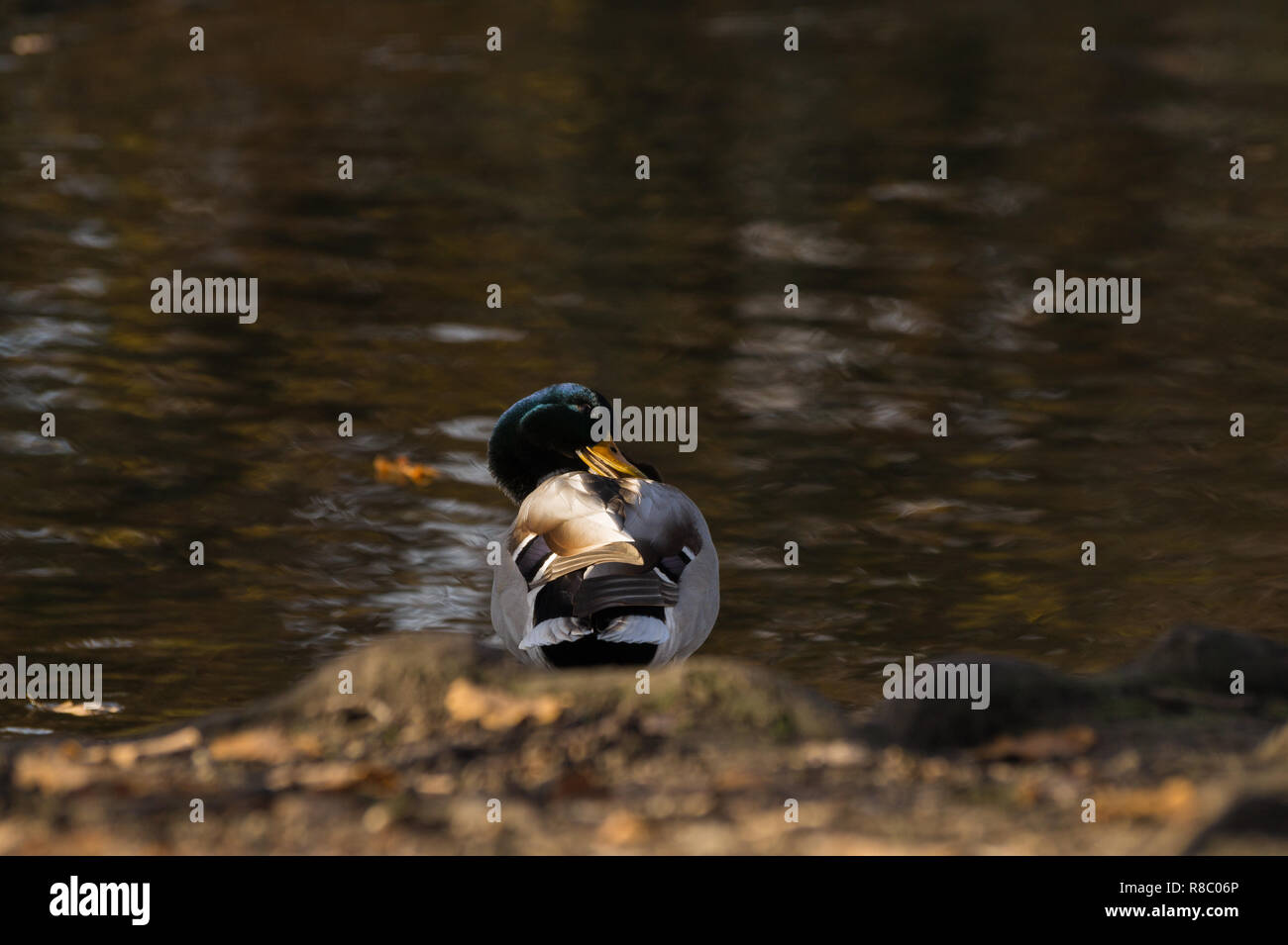 Rear View of a male Mallard Duck (Anas platyrhynchos) at the Lake Stock ...