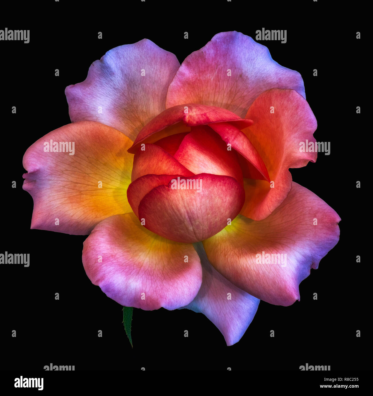 Colorful fine art still life floral macro flower image of a single ...