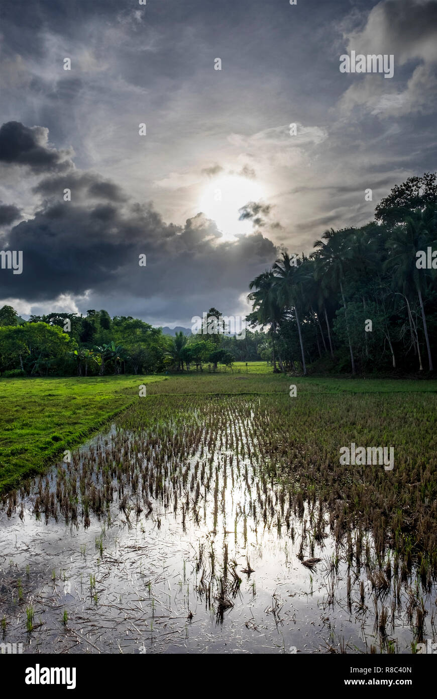 Philippine rice field hi-res stock photography and images - Alamy