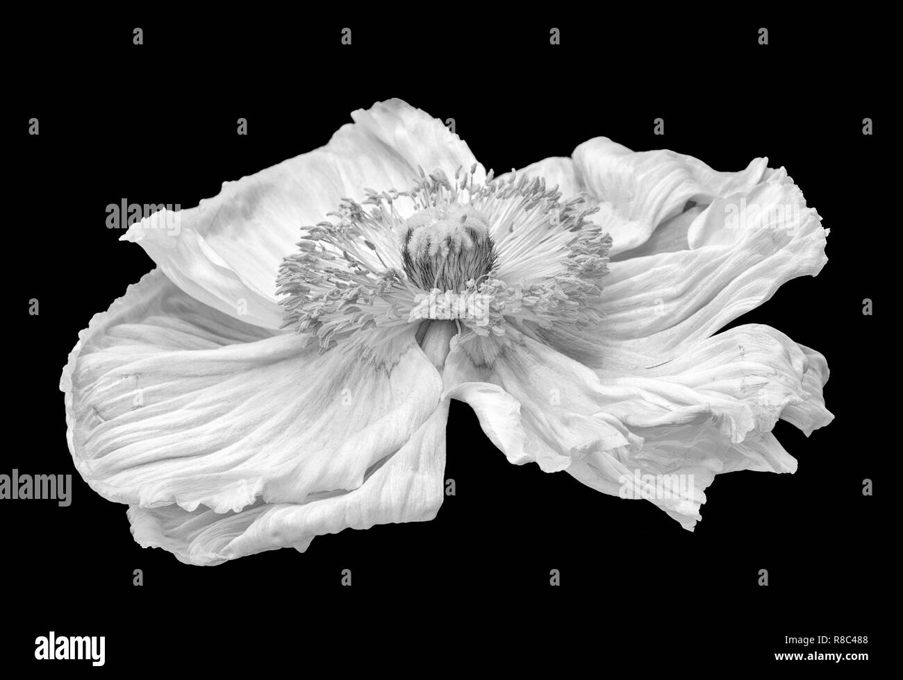 Floral fine art still life detailed monochrome macro flower portrait of ...