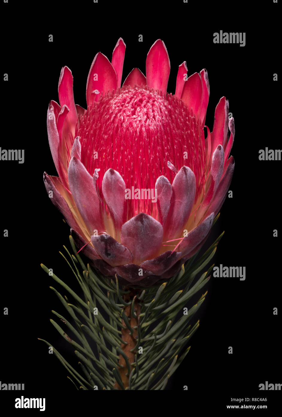 Fine art still life floral macro of a single isolated red glowing ...