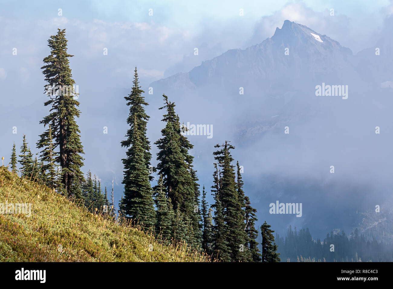 pine trees growing out of a steep mountain slope Stock Photo - Alamy