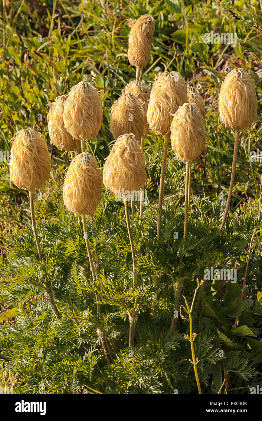 Fluffy Plants High Resolution Stock Photography and Images - Alamy