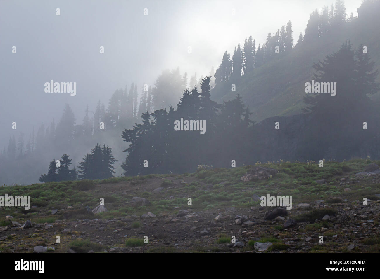 Distant pine trees silhouetted hi-res stock photography and images - Alamy