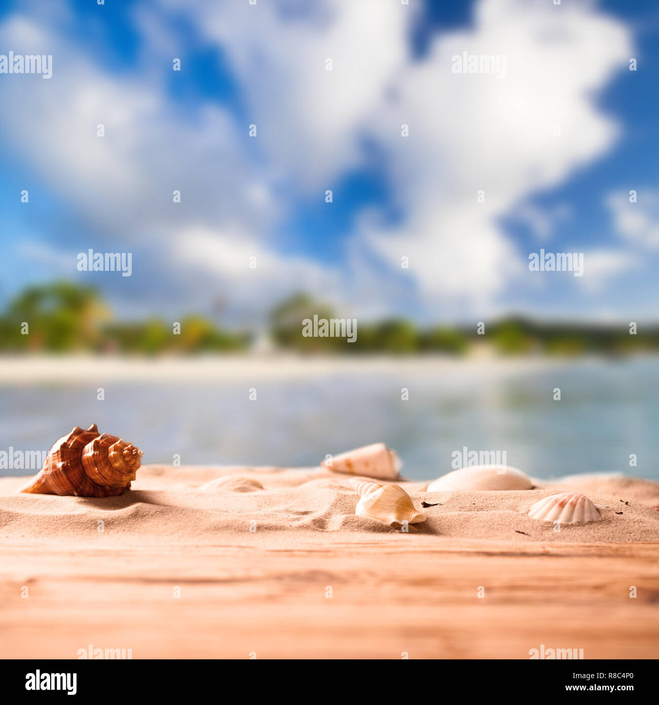 beach scene with sea shells and antigua beach in the background Stock ...