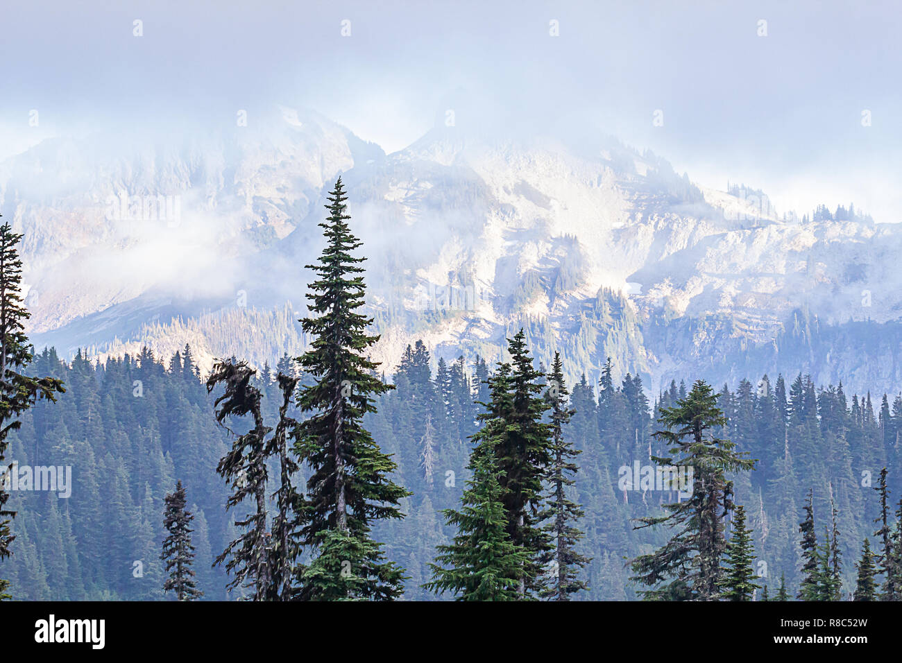 large pine trees with a mountain range in the background Stock Photo ...