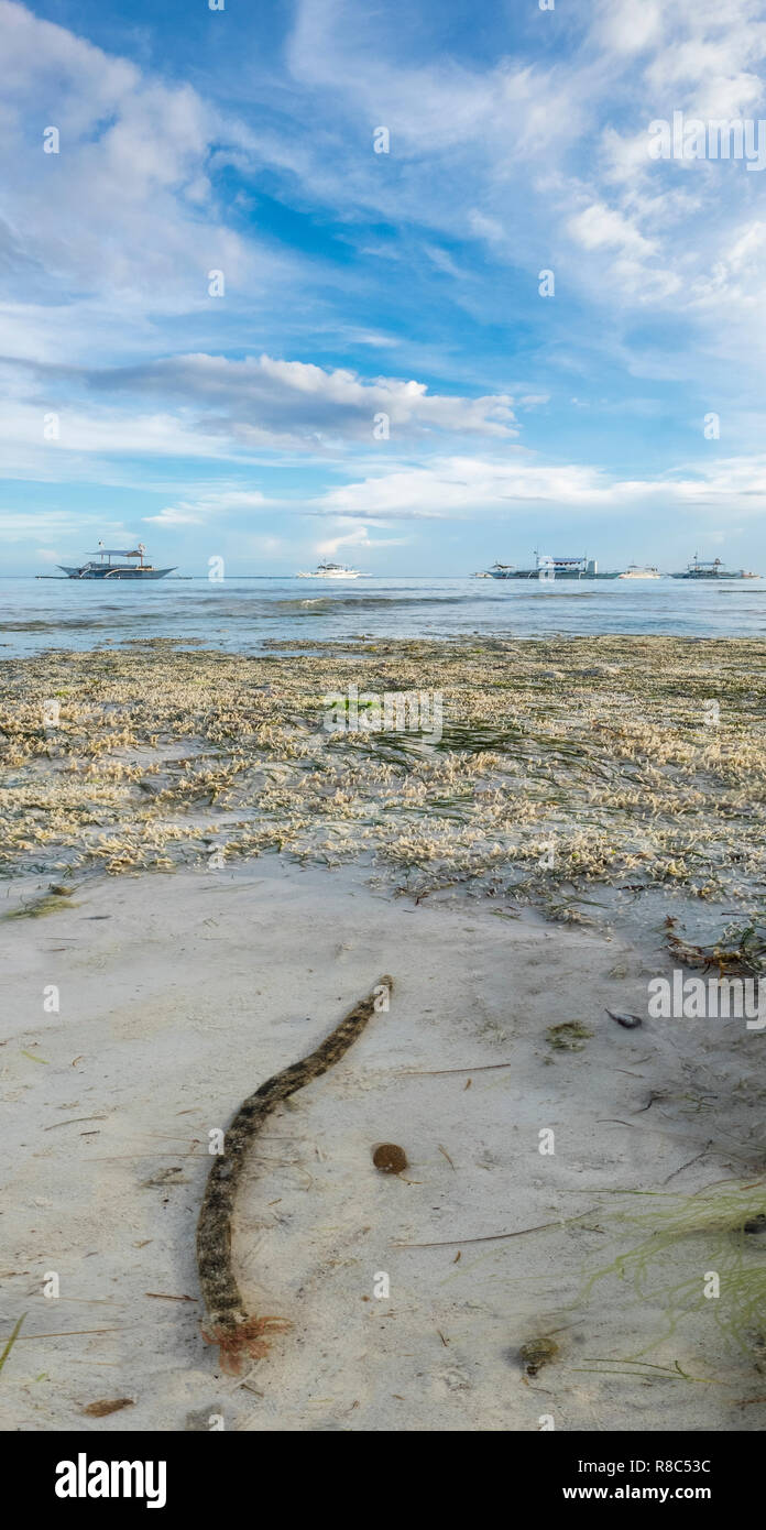 Sea Worm High Resolution Stock Photography and Images - Alamy