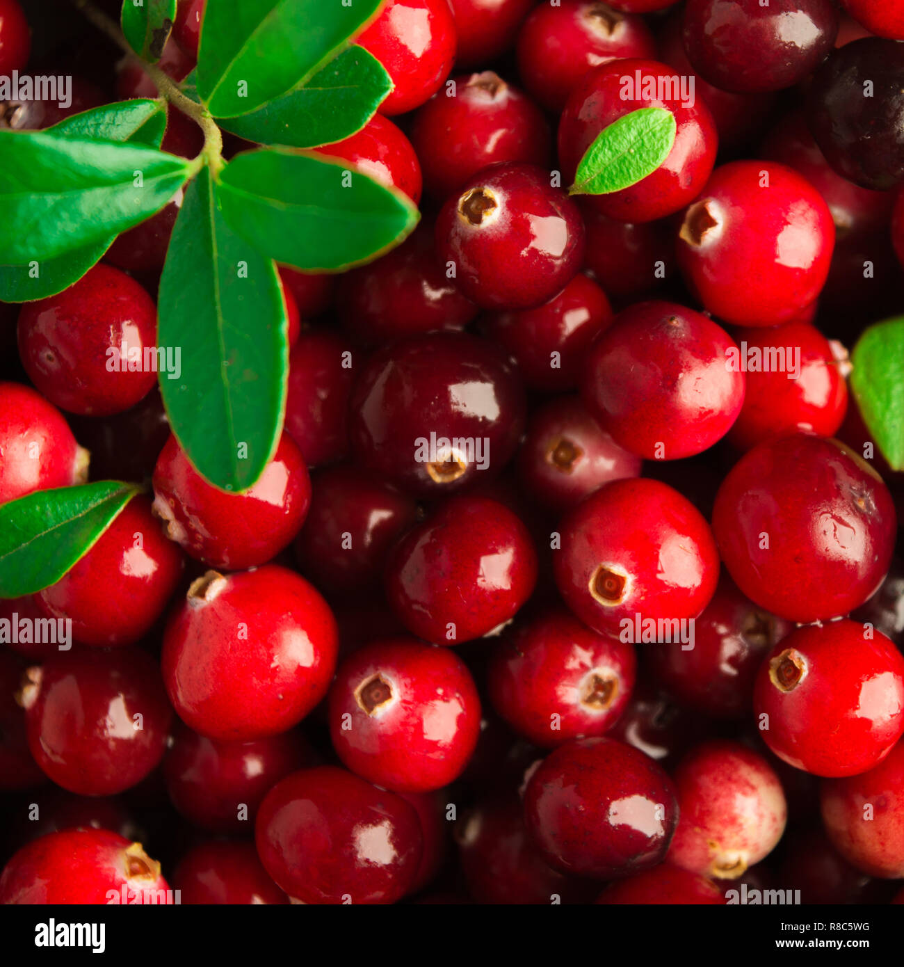 Fresh fall background cranberries art design square shot Stock Photo ...