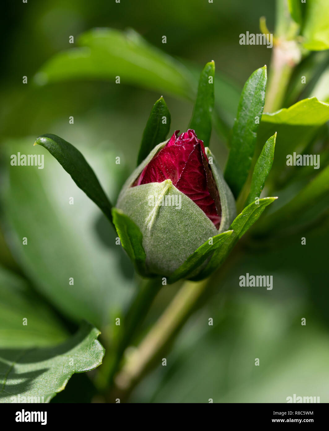 Budding rose hi-res stock photography and images - Alamy