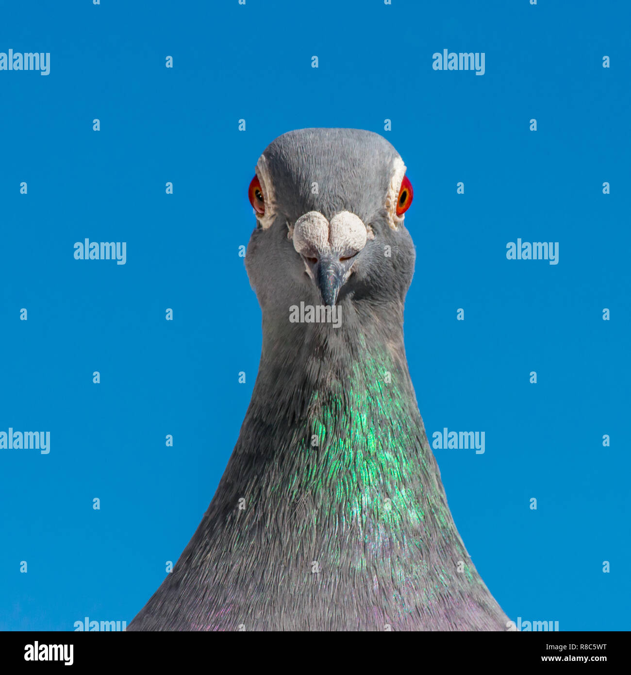 Closeup of the head of a racing pigeon Stock Photo - Alamy