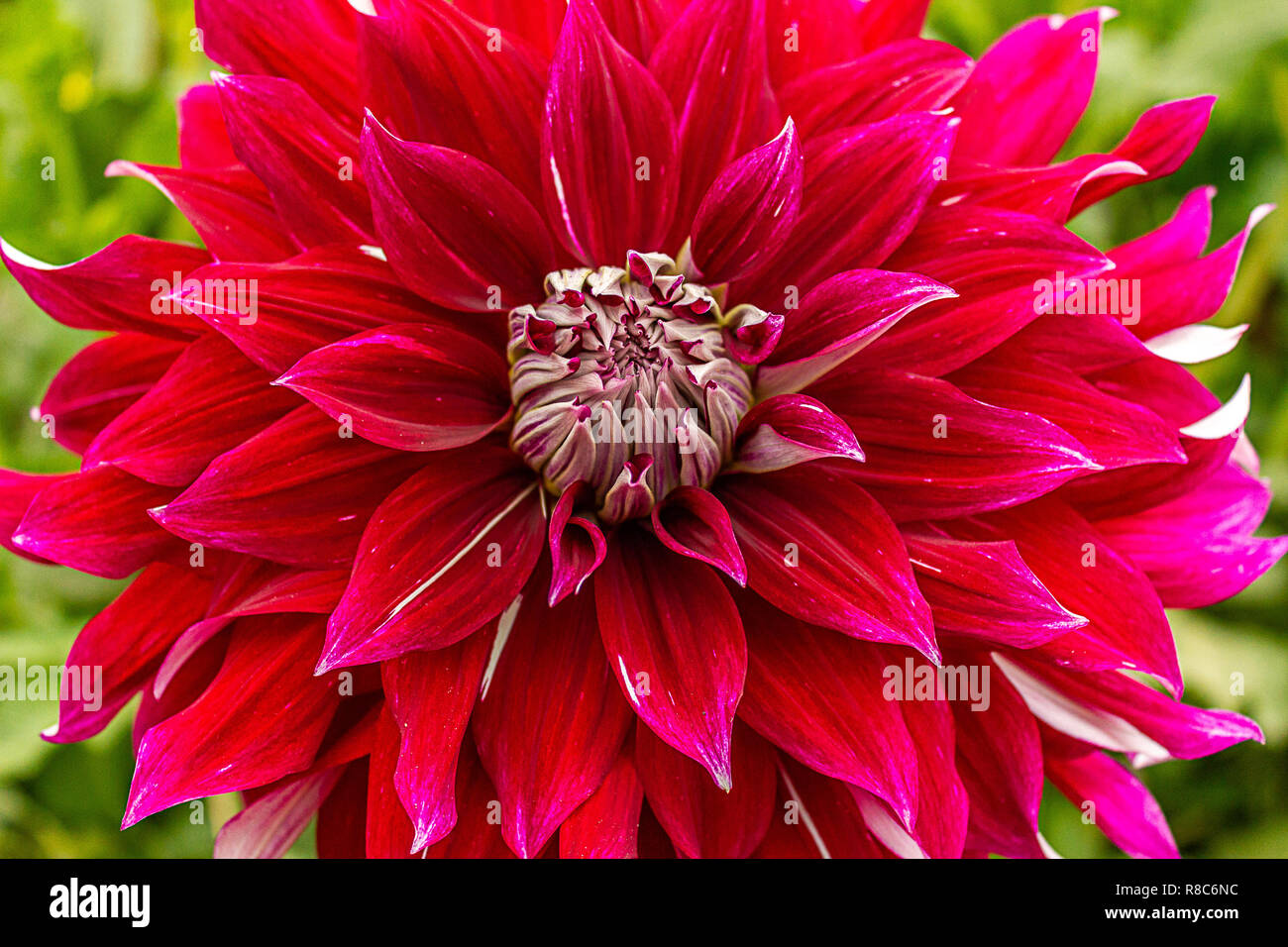 Flower with many petals hi-res stock photography and images - Alamy