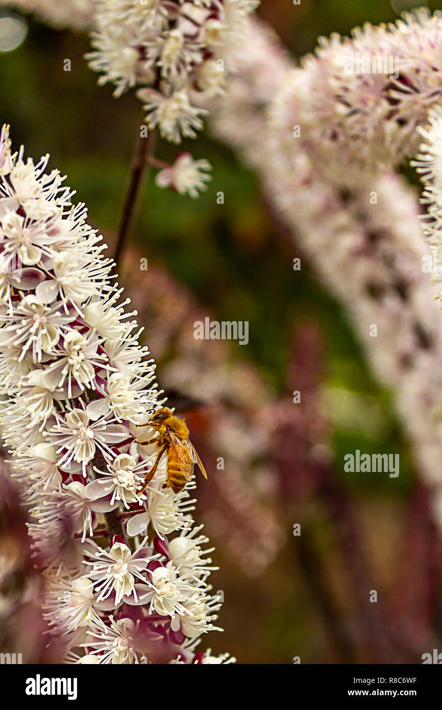 close up of fluffy red and white flowers Stock Photo - Alamy