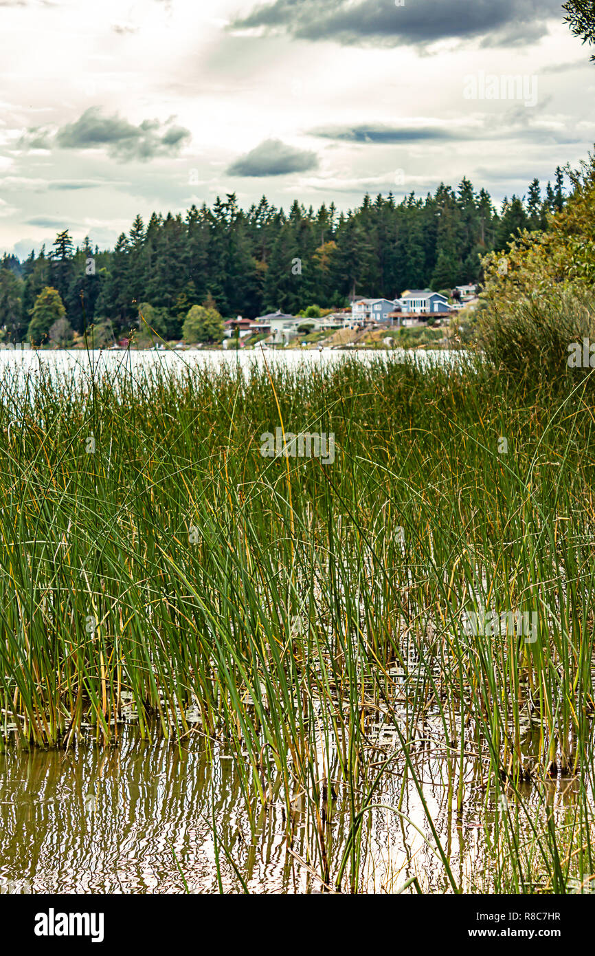 Beautiful lake surrounded by evergreen trees hi-res stock photography ...