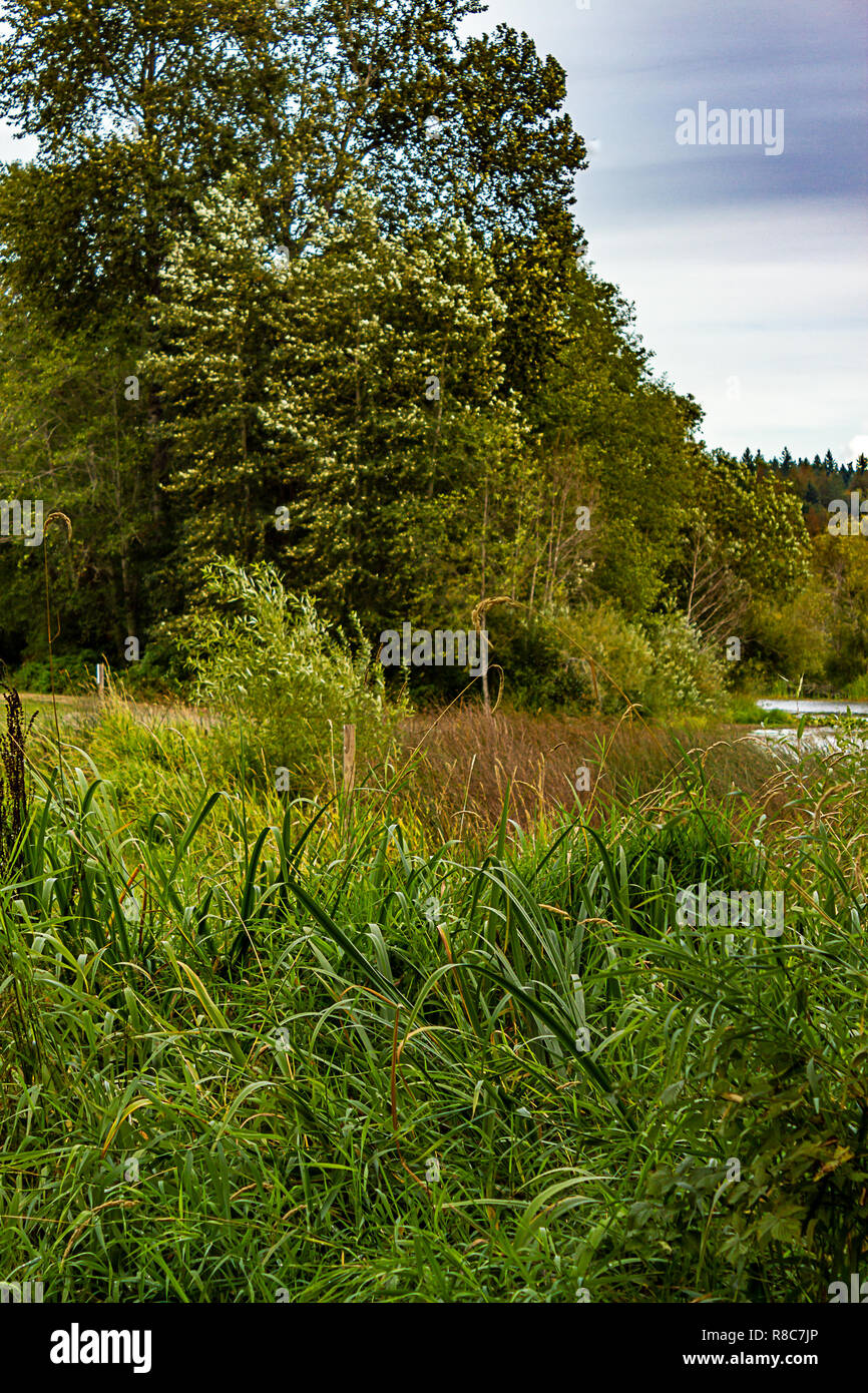 grass and trees blowing in the wind Stock Photo - Alamy