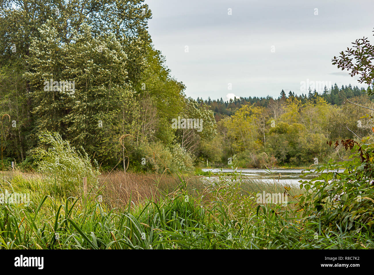 Bush tree blowing in wind hi-res stock photography and images - Alamy
