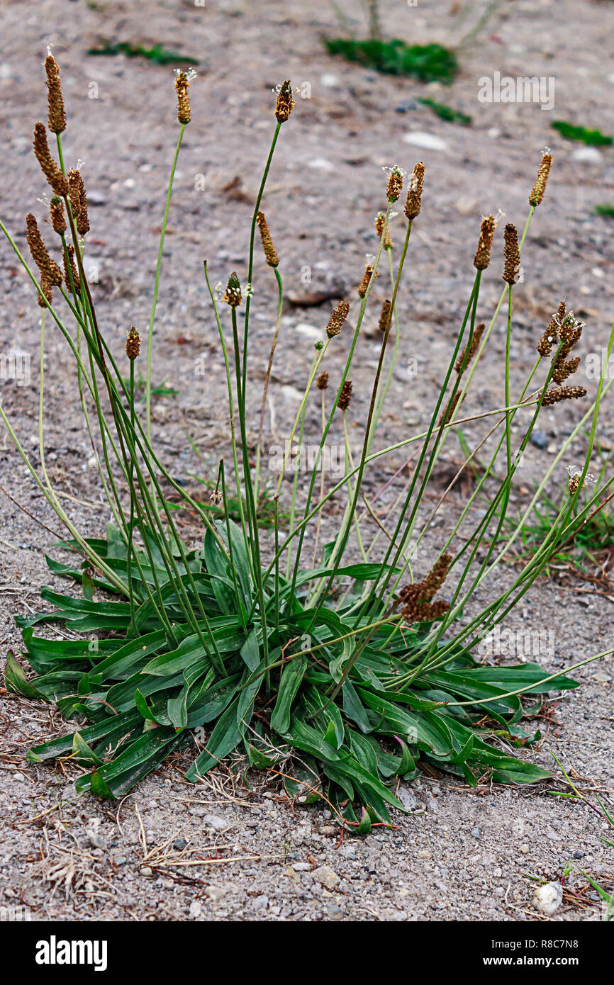 a single weed growing in a dirt patch Stock Photo - Alamy