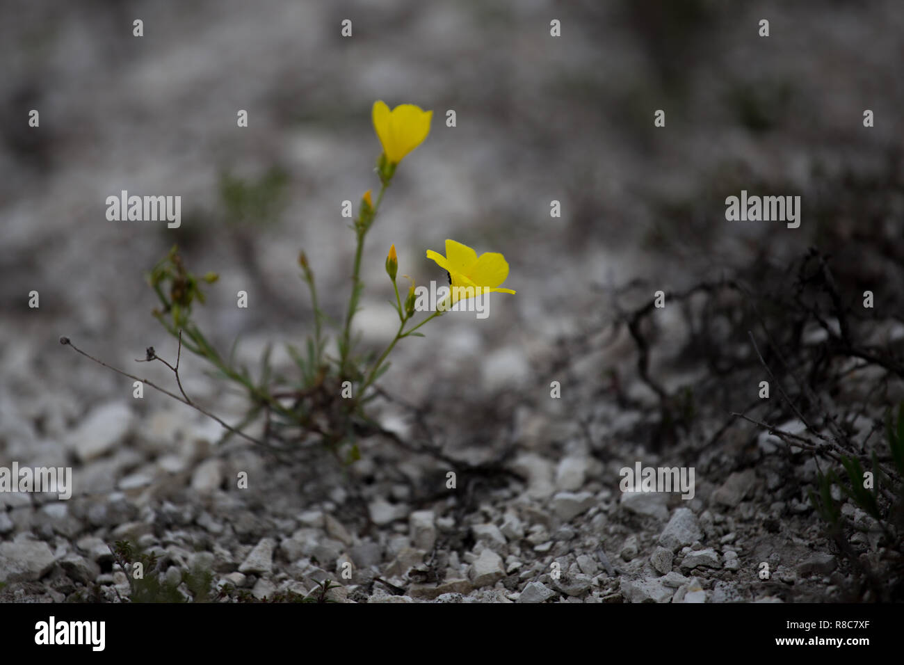 Yellow flax linum campanulatum hi-res stock photography and images - Alamy