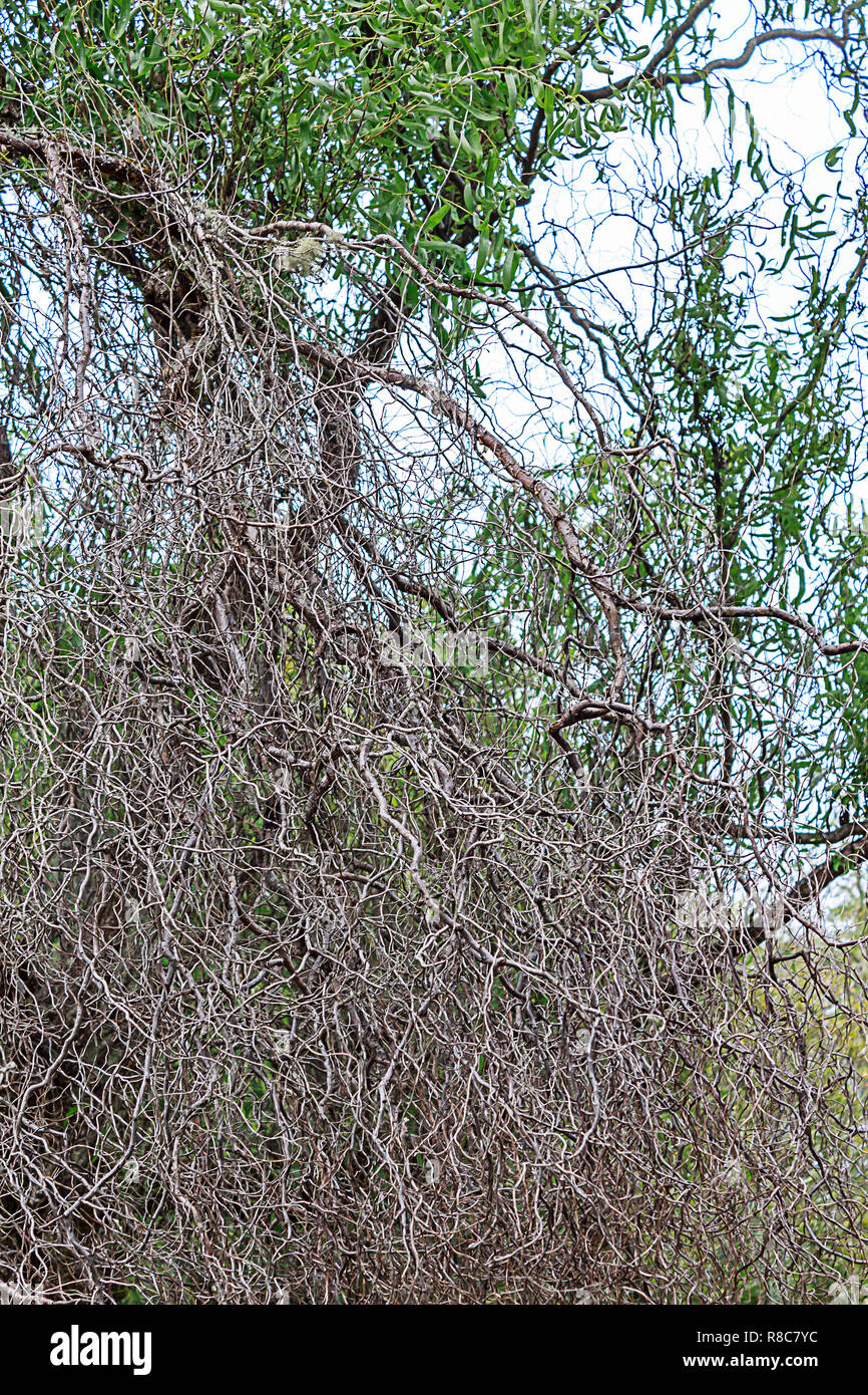 Wirey hi-res stock photography and images - Alamy