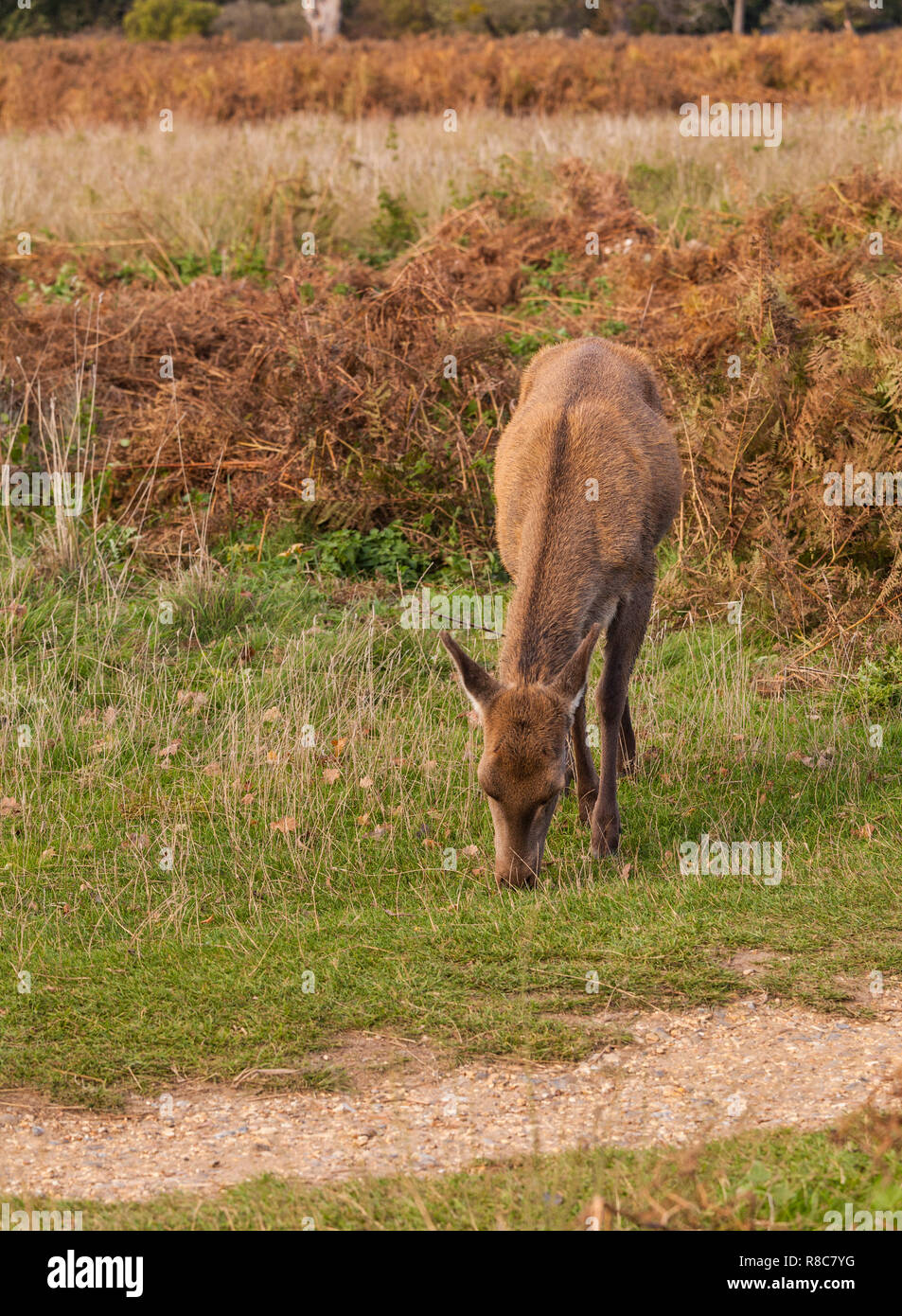 Thames animals hi-res stock photography and images - Alamy