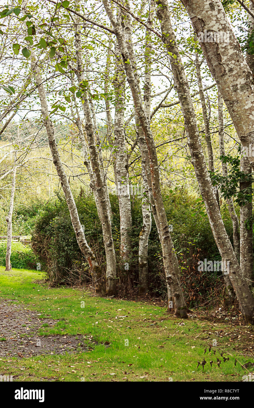 Tree trees gnarled growth dry hi-res stock photography and images - Alamy