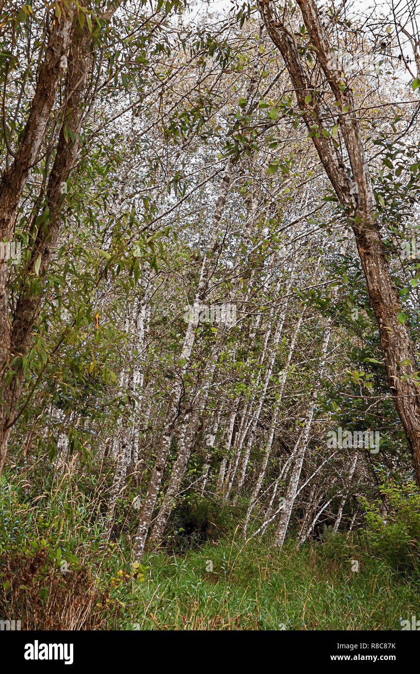 tall birch trees behind overgrown forest foliage Stock Photo - Alamy