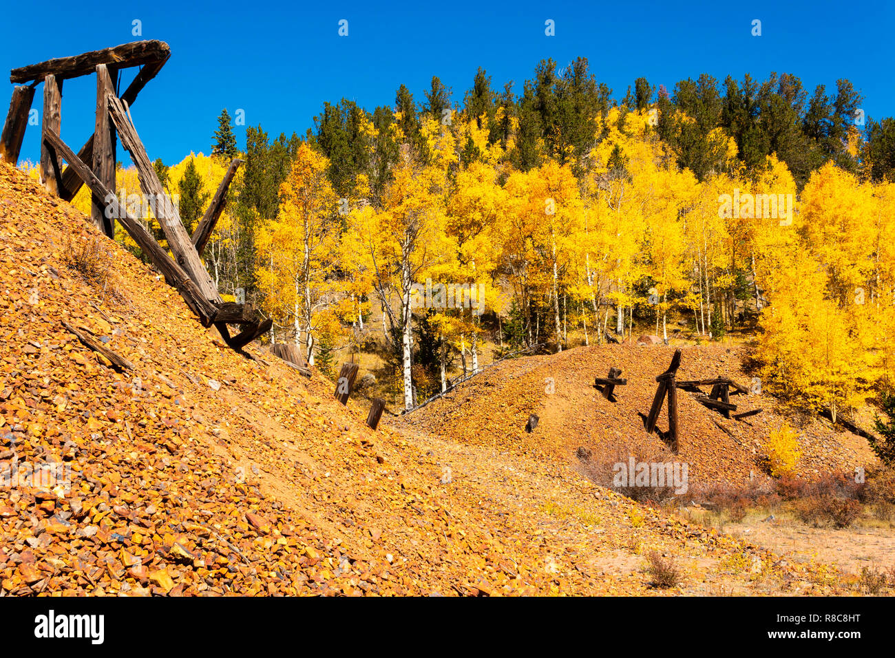 Gold aspen trees hi-res stock photography and images - Alamy