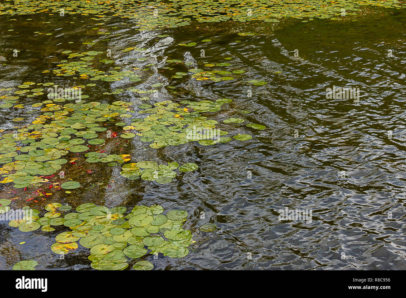 lily pads floating on the surface of a lake Stock Photo - Alamy