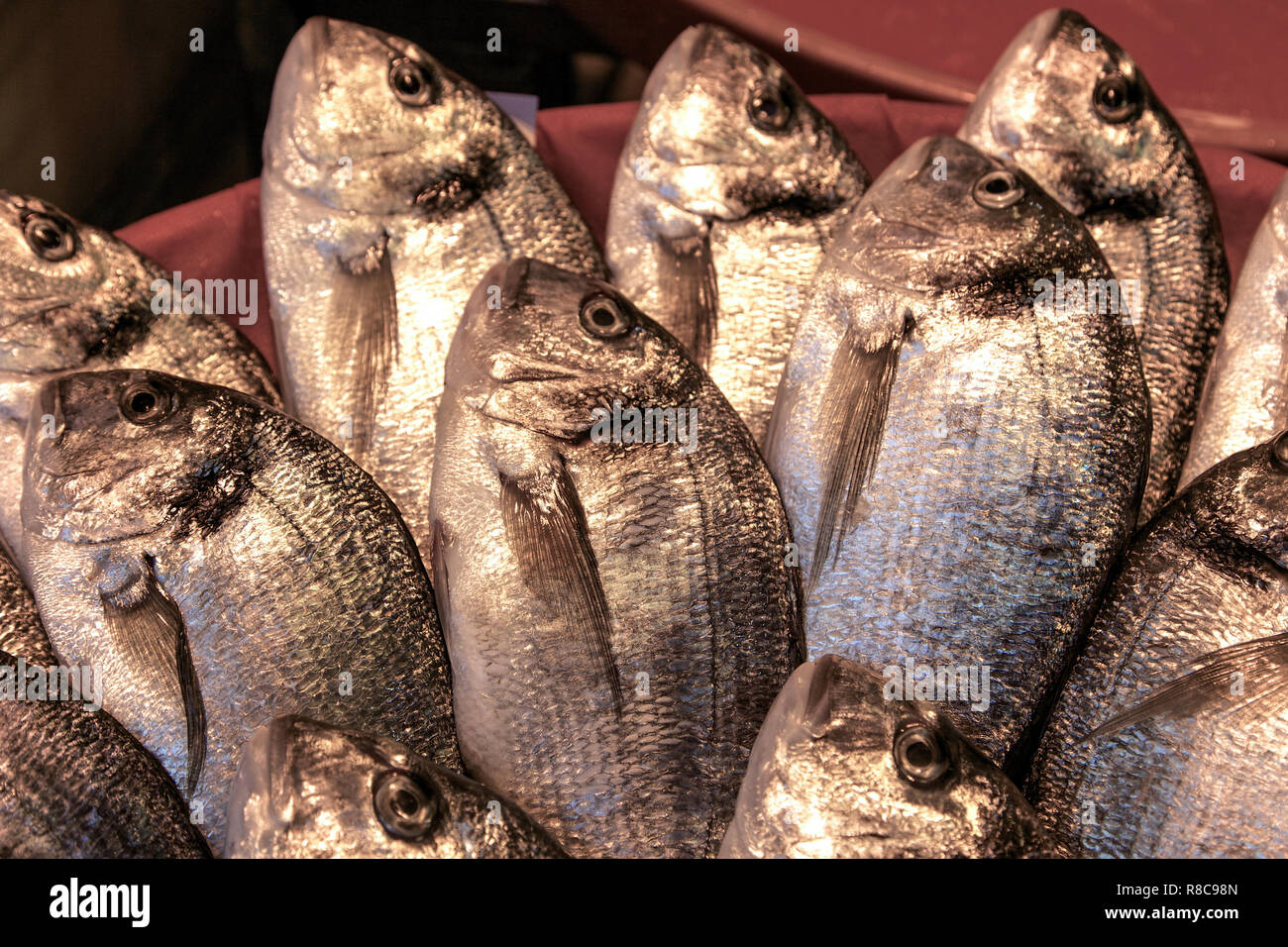 Fishing for black bream hi-res stock photography and images - Alamy