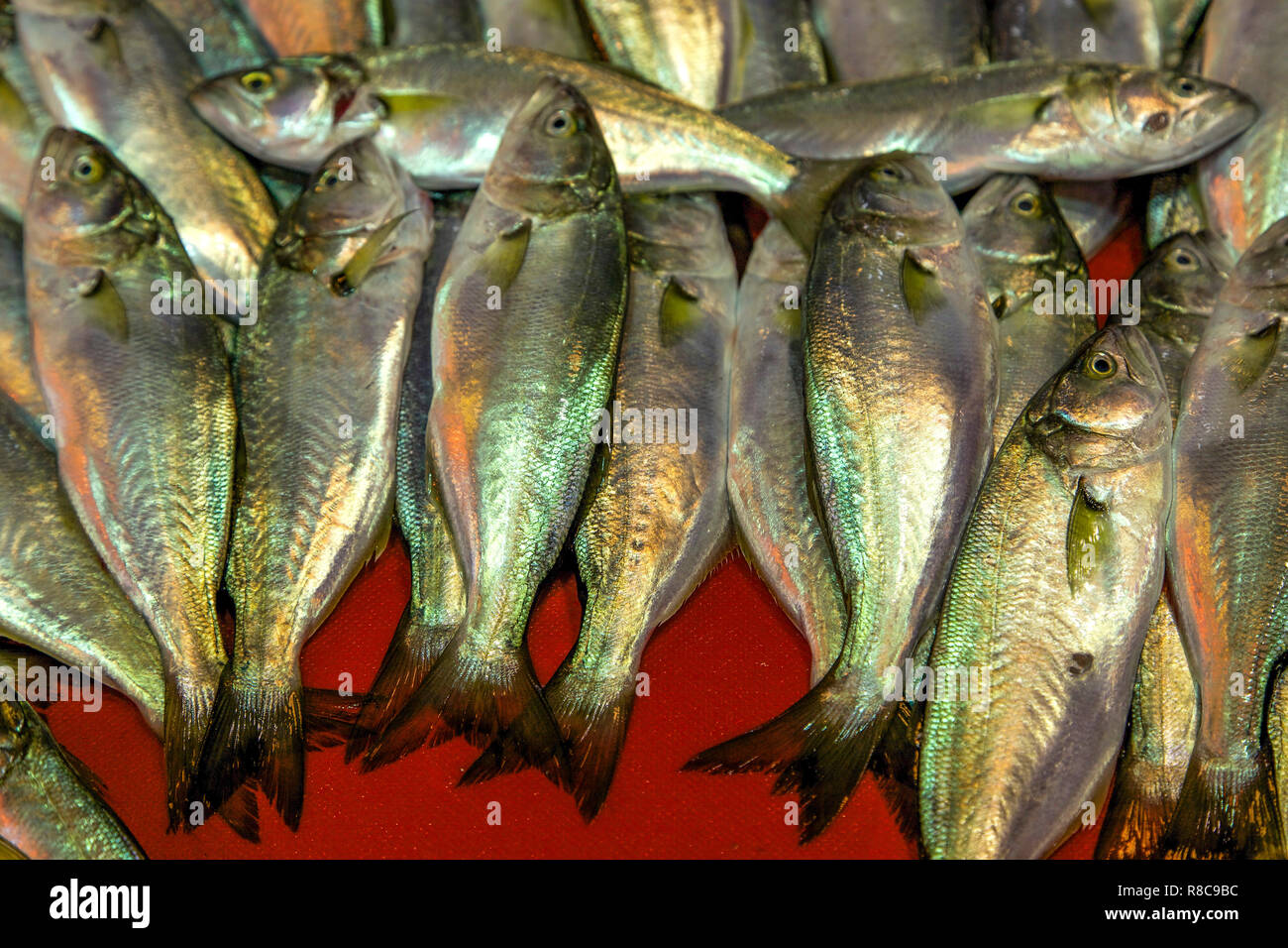 Black sea fresh bluefish Stock Photo - Alamy