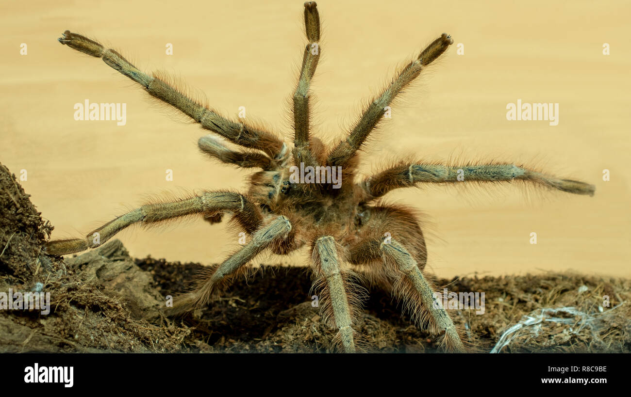 Brown tarantula hi-res stock photography and images - Alamy