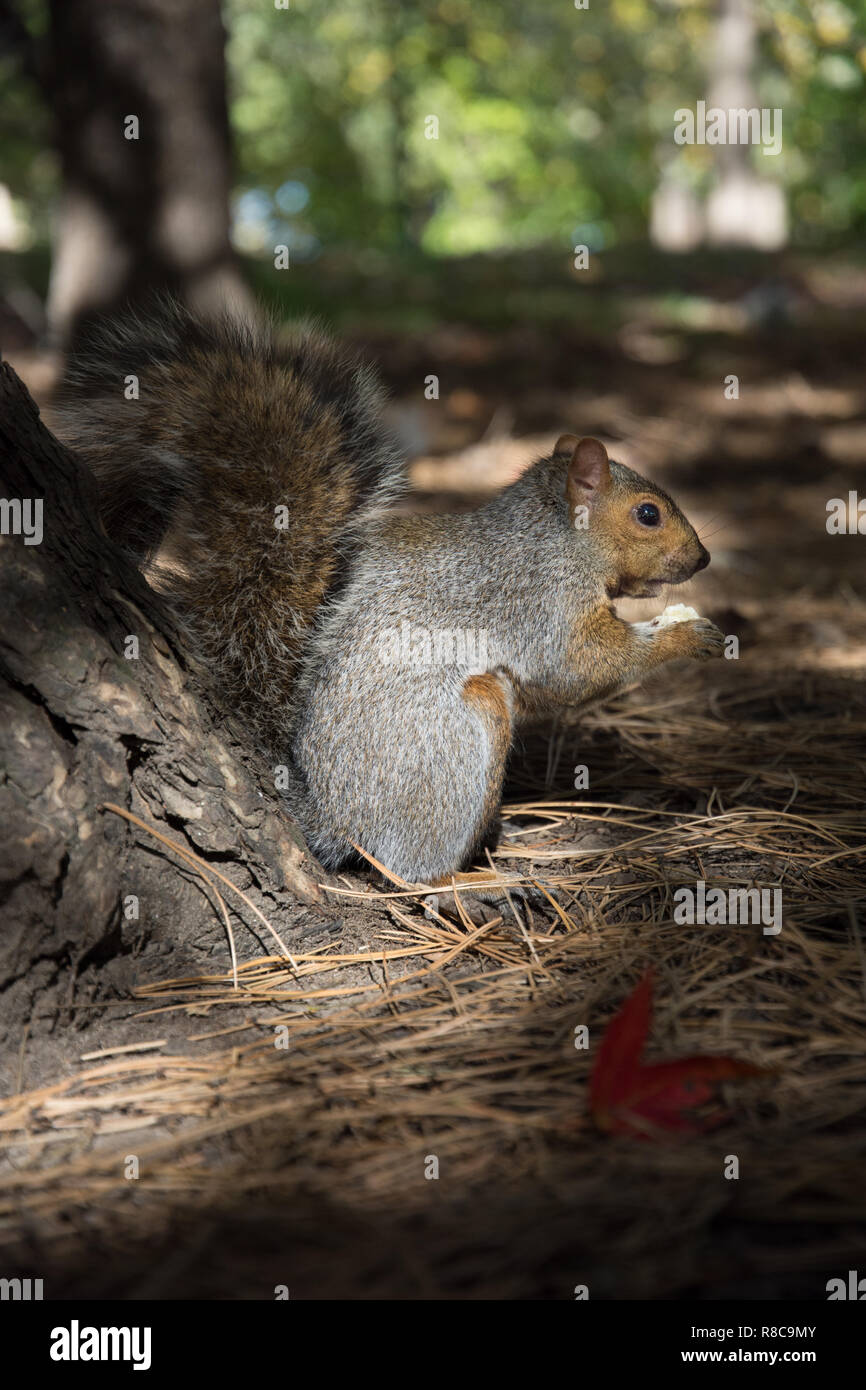 squirrel eating some bread, Montreal, Canada Stock Photo - Alamy