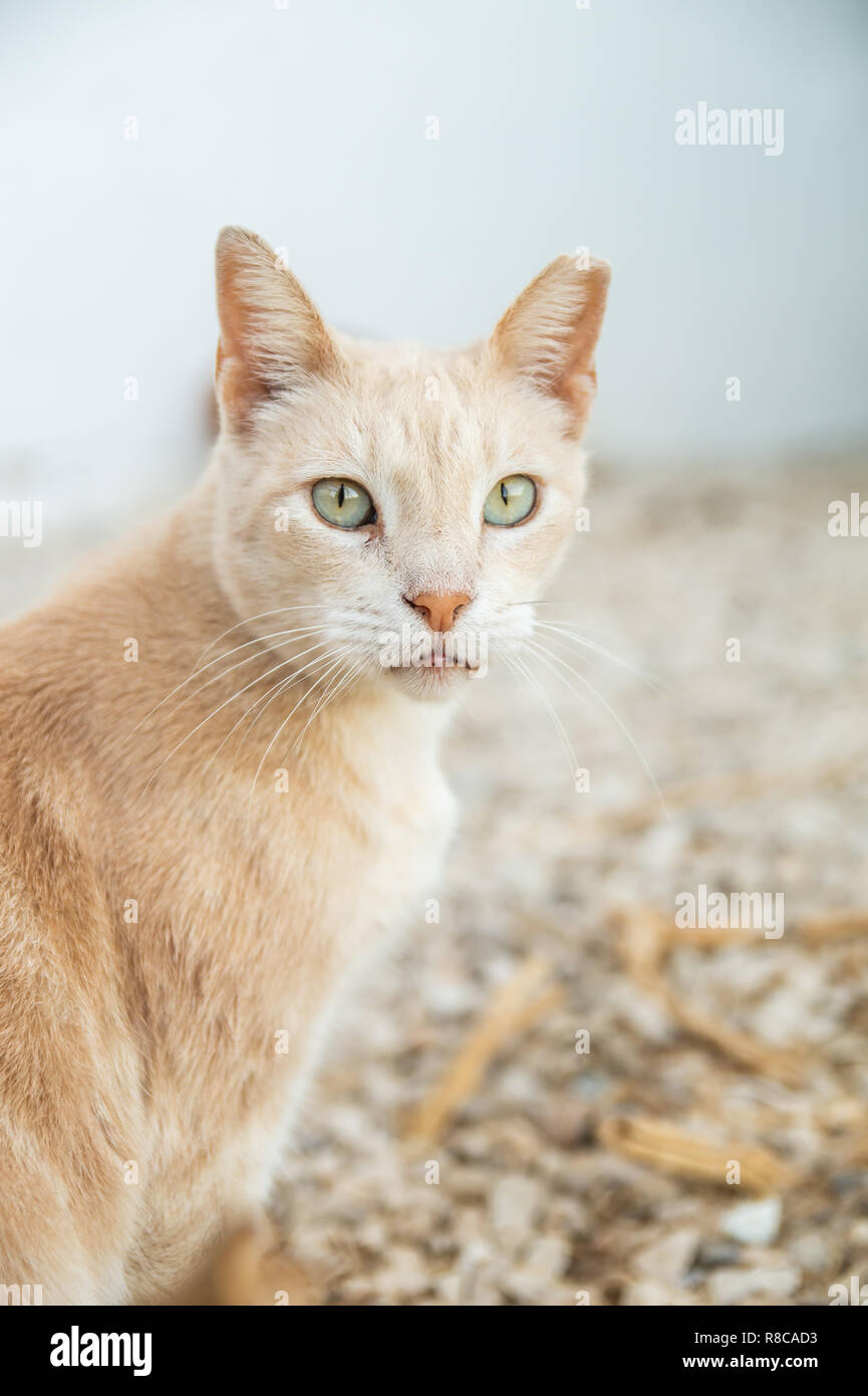 Stray cat close up hi-res stock photography and images - Alamy