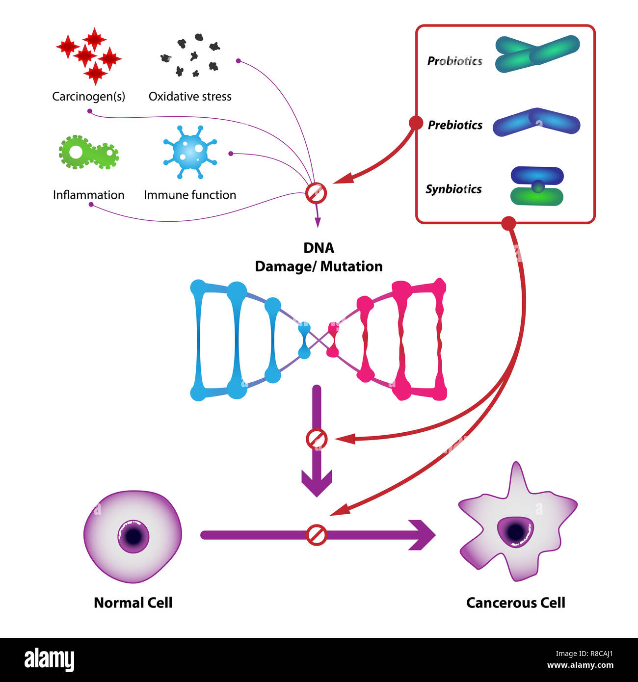 Dna Mutation Cancer