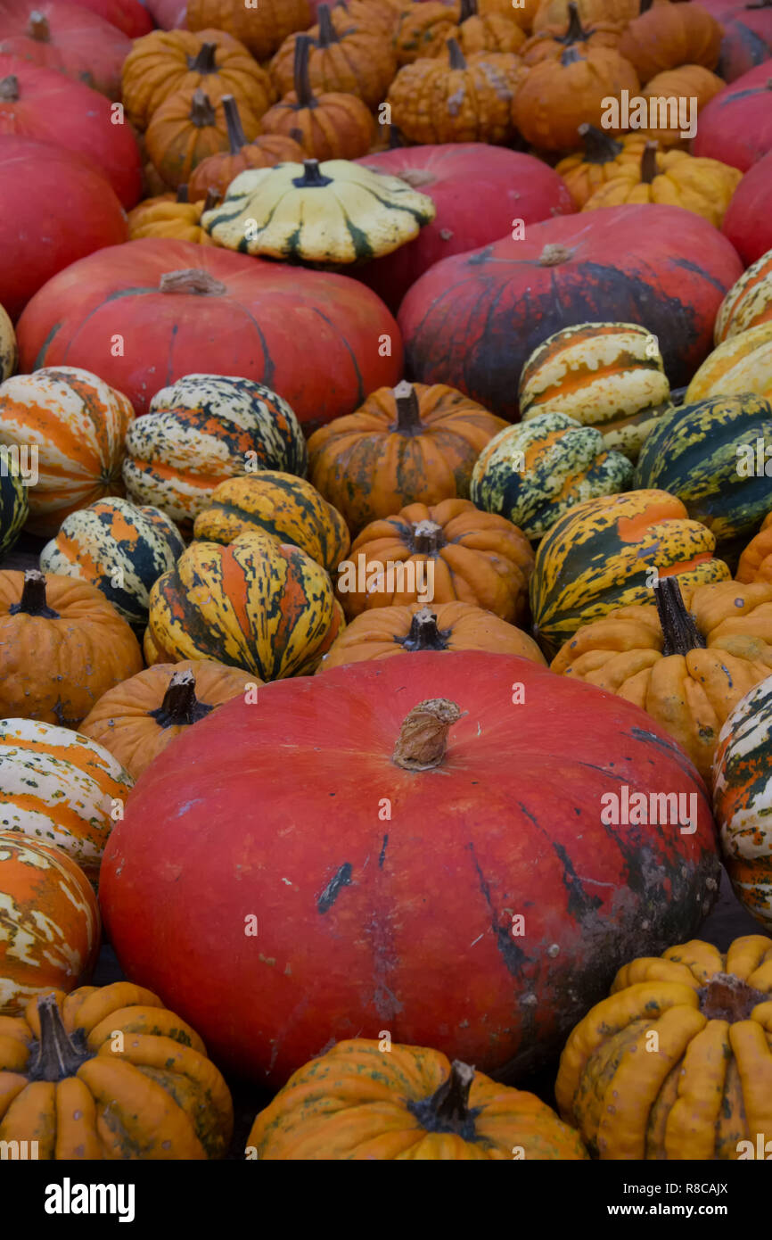 Pumpkins of many colours Stock Photo - Alamy