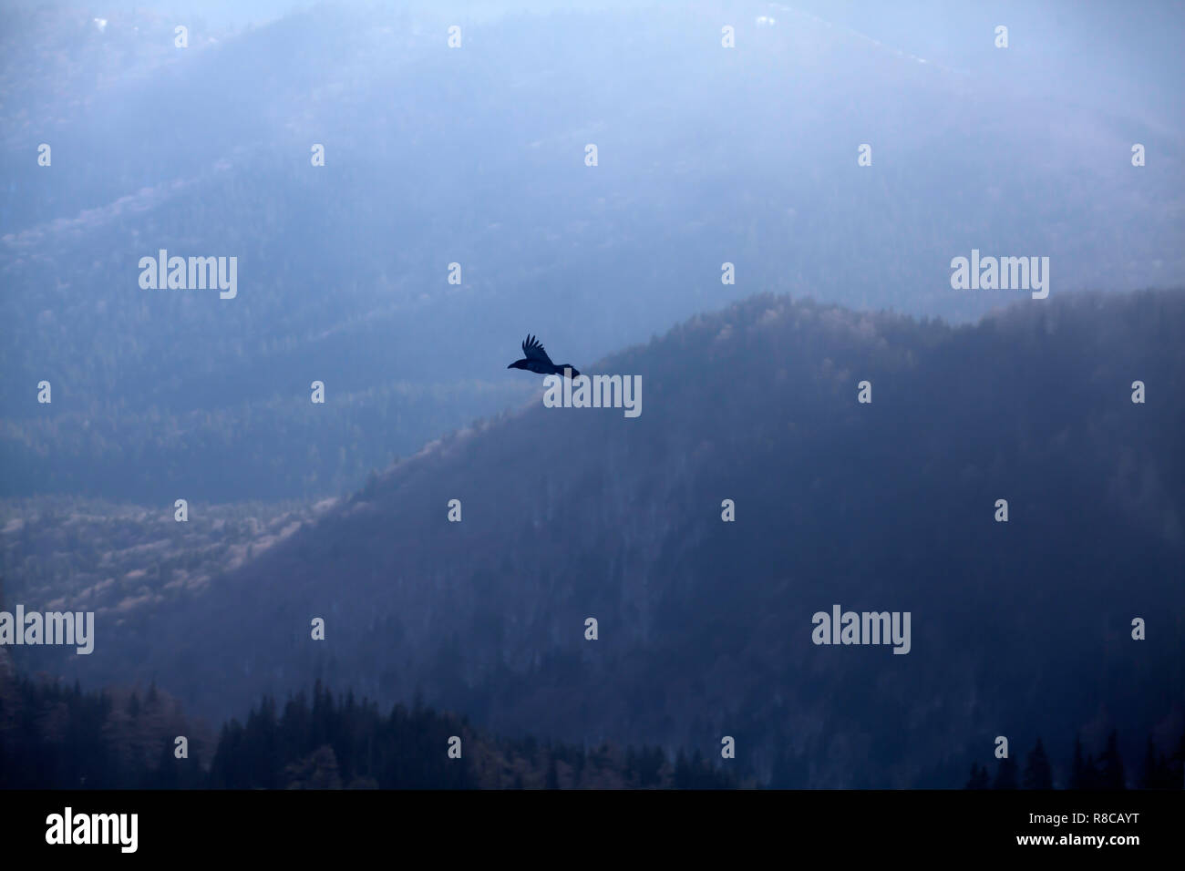 Flying over snowy forest top hi-res stock photography and images - Alamy