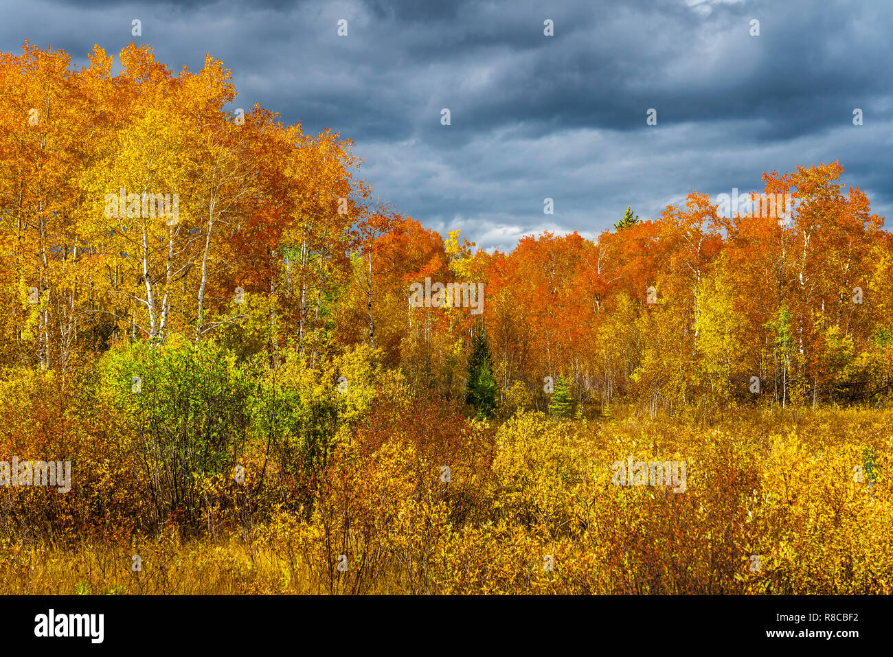 Fall foliage color in the forest near Winnipegosis, Manitoba, Canada ...