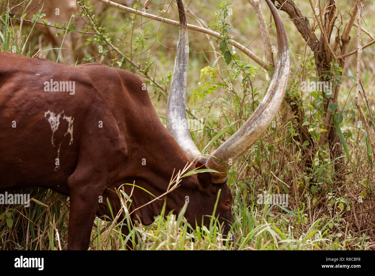 Ankole cow hi-res stock photography and images - Alamy