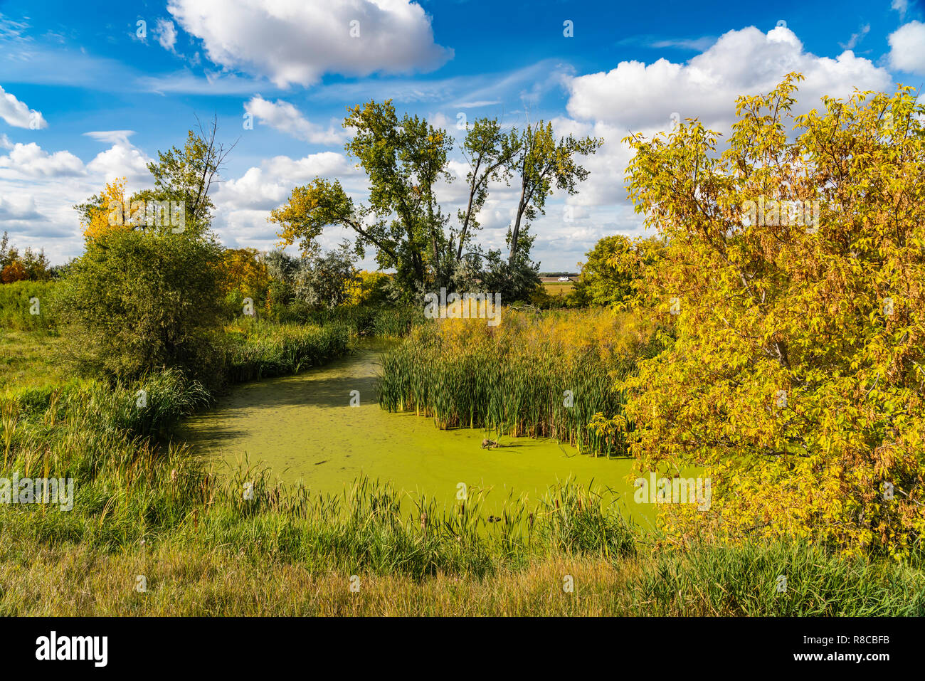 Fall foliage color at the Discovery Nature Center in Winkler, Manitoba ...