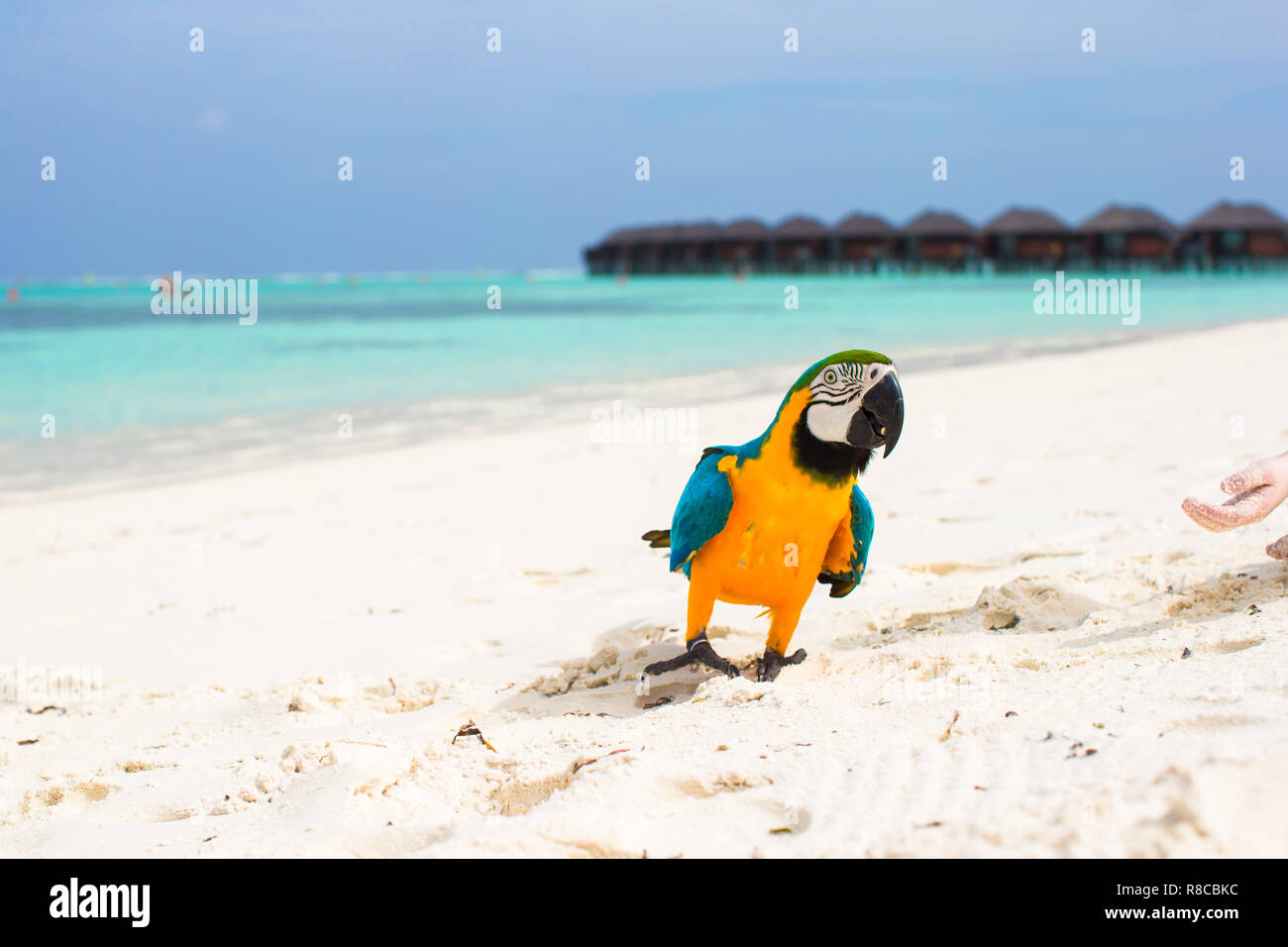 Wild colorful bright parrot on white sand at tropical island in the ...