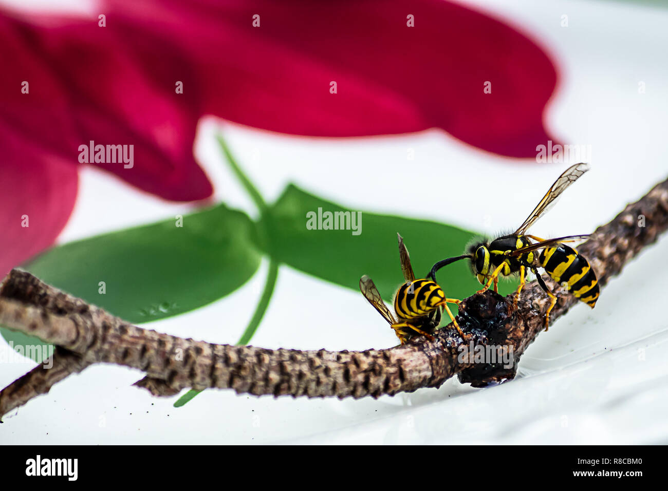 Yellow jackets on food hi-res stock photography and images - Alamy