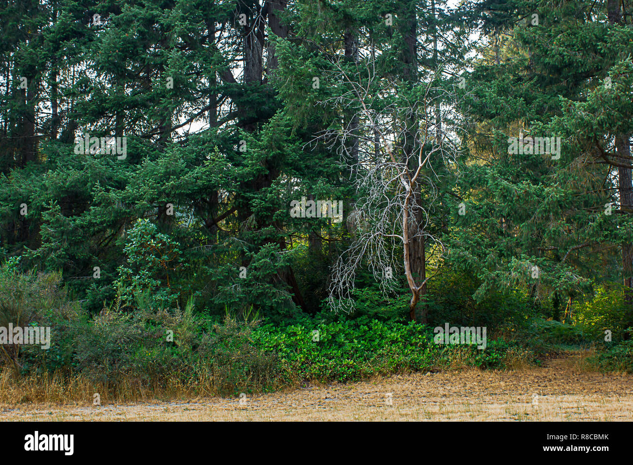 Old dry pine trees hi-res stock photography and images - Alamy