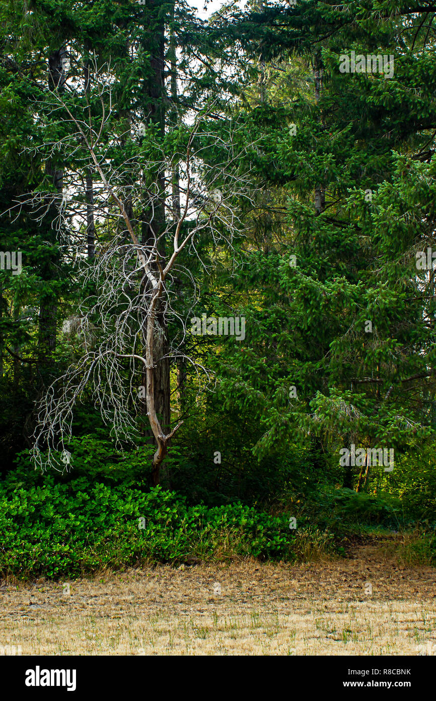 dead tree burried in ivy and pine trees Stock Photo - Alamy