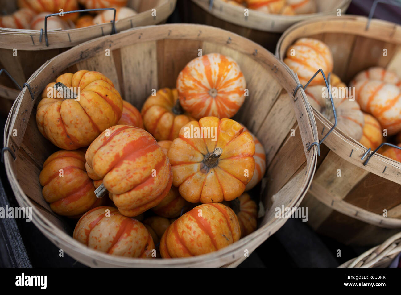 Ornamental Gourds High Resolution Stock Photography and Images - Alamy