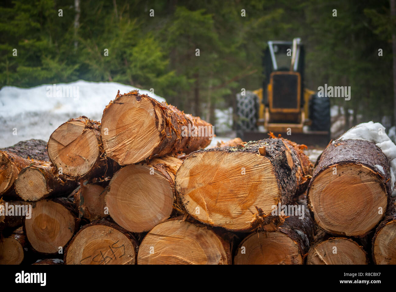 Heavy deforestation machinery, equipment in the forest. Freshly cut ...